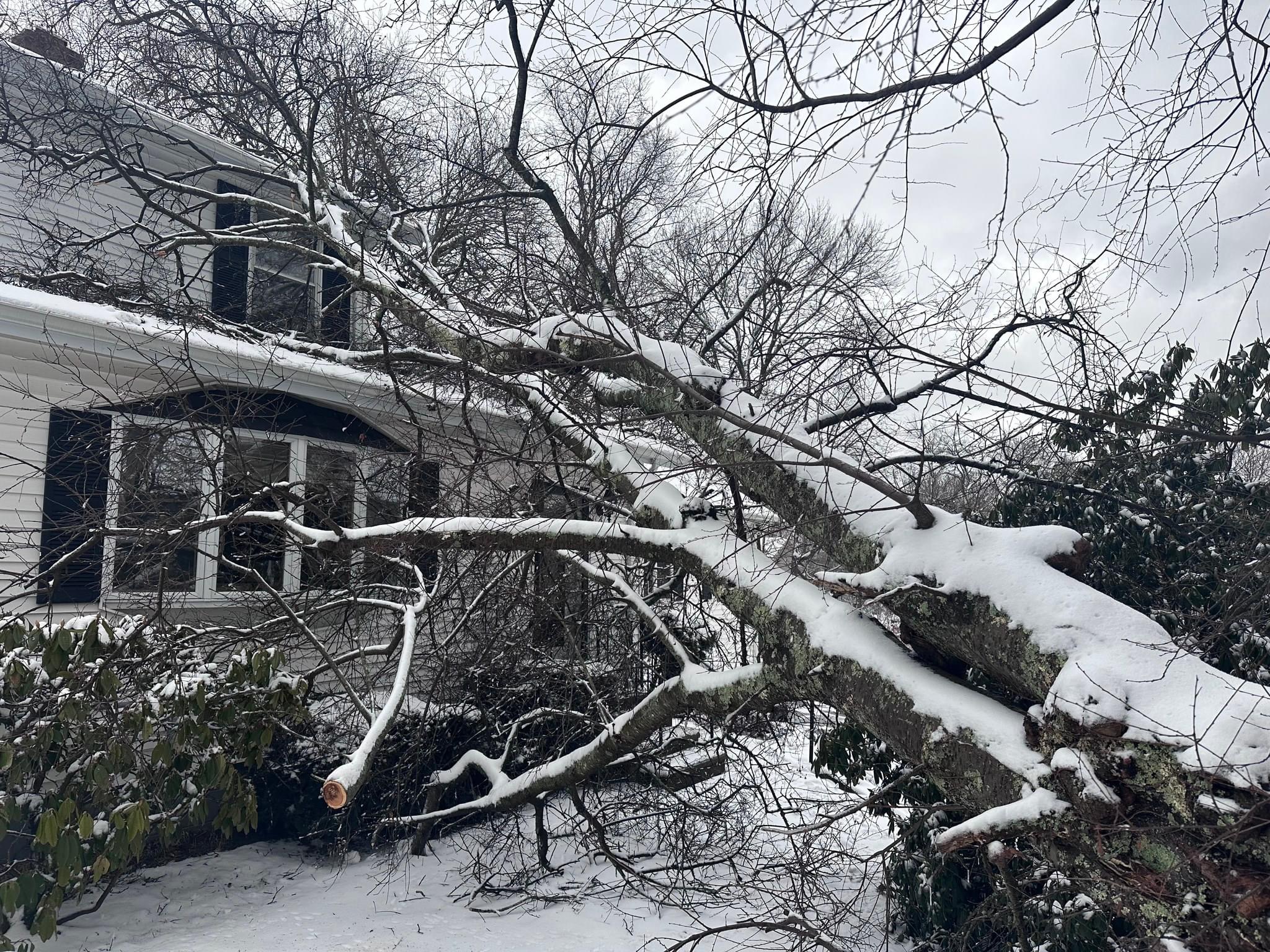 Emergency Tree Service 24/7