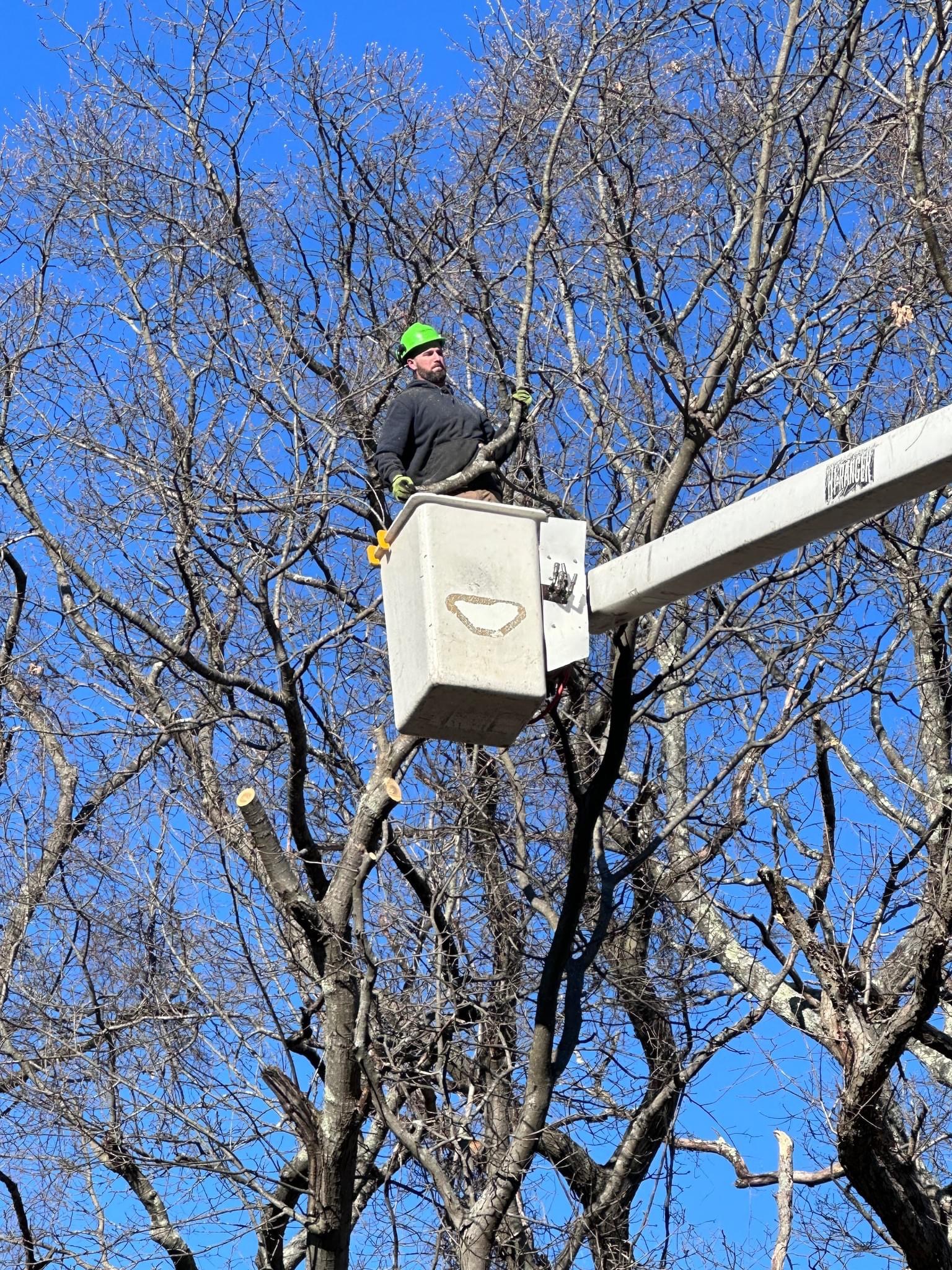Elliott Tree offers the following tree services for our Paxton customers: